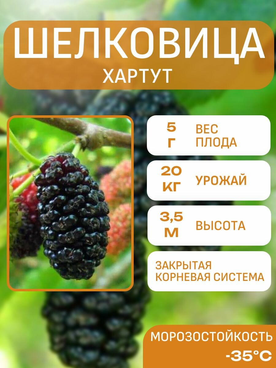 Шелковица морозостойкая сорта " Хартут" , 1 шт, высокоурожайная