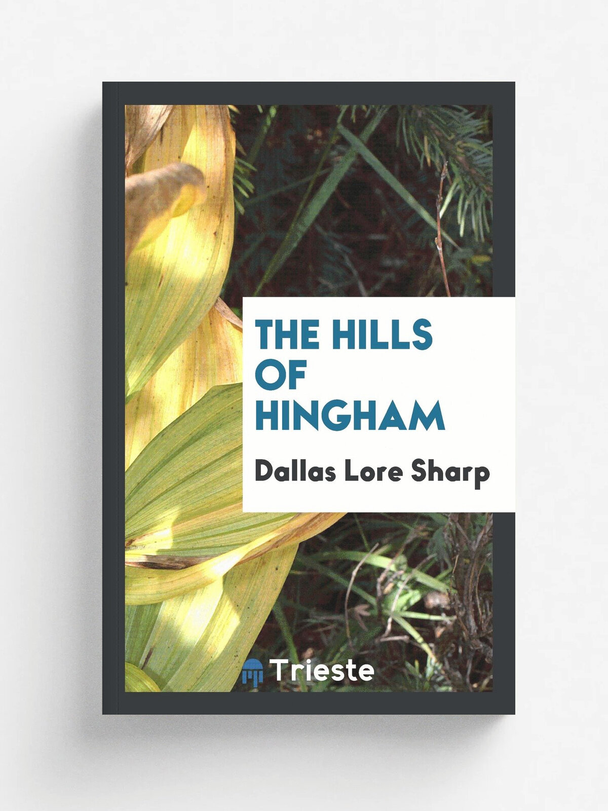 The hills of Hingham