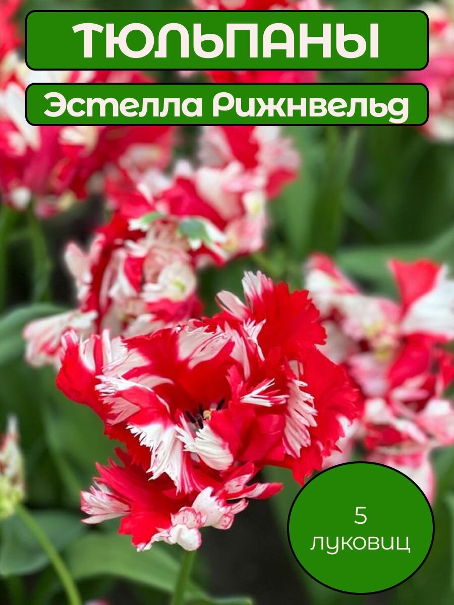 Луковицы тюльпана Эстелла Рижнвельд 5 шт