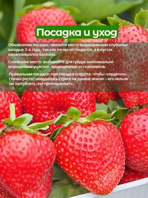 Клубника 6 штук — фото 1