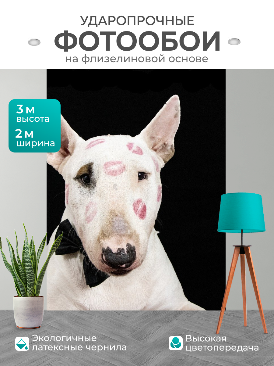 Фотообои моющиеся ударопрочные "Бультерьер, поцелуи, собака" 200x300 см. флизелиновые на стену