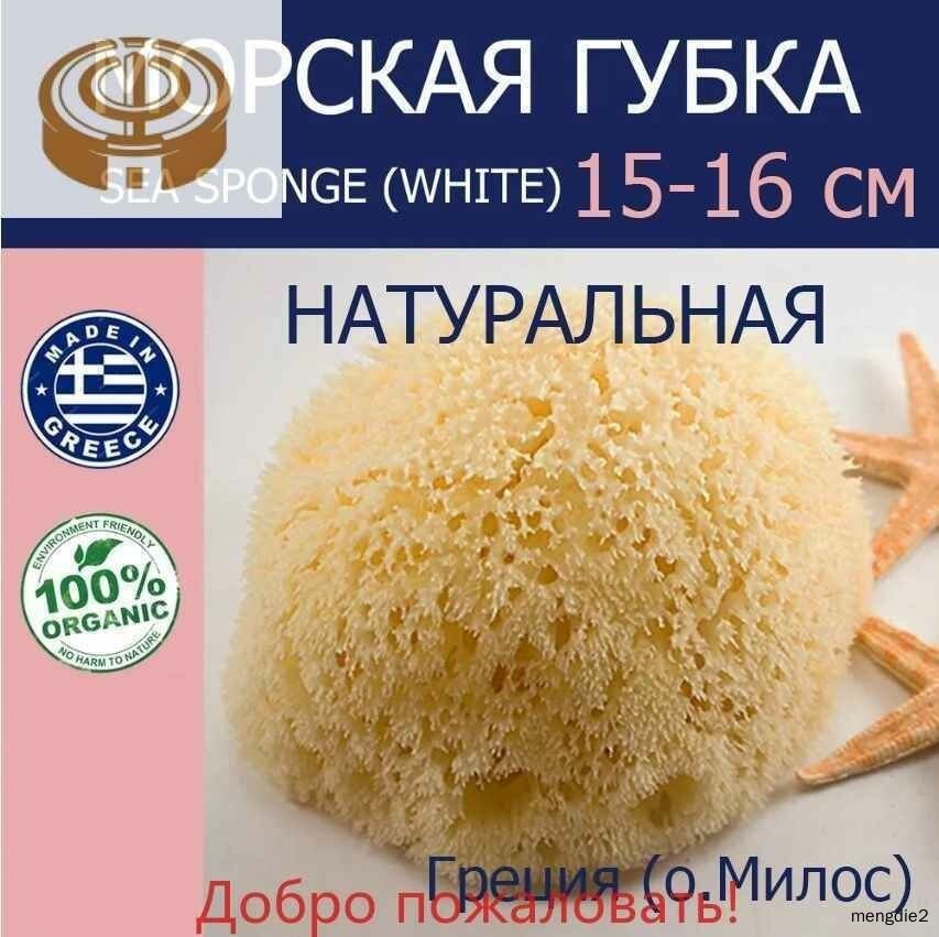 Губка морская натуральная, 15-16см W-7 Греция