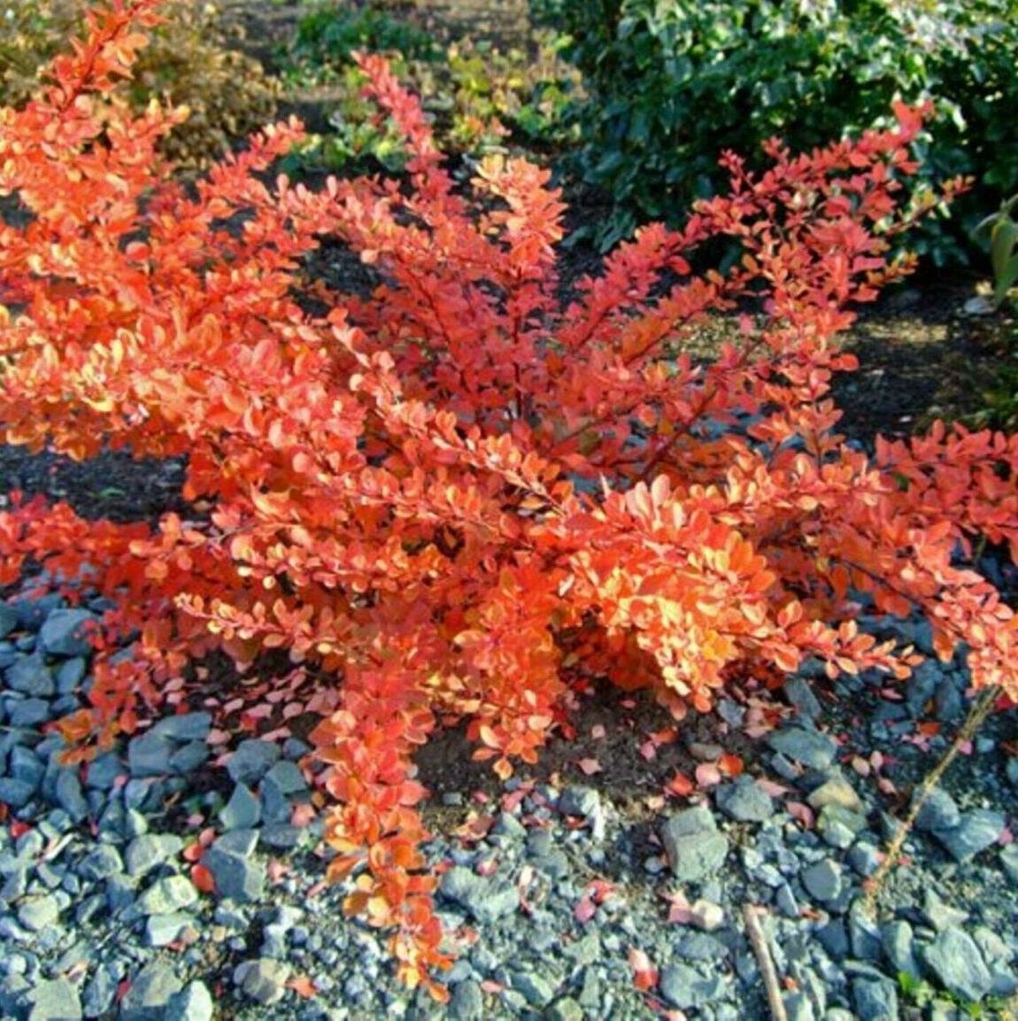 Барбарис тунберга Оранж Карпет (1 саженец в горшке Р9), Нидерланды