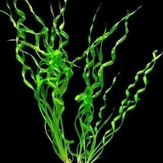 Эхинодорус Везувий. Живое аквариумное растение