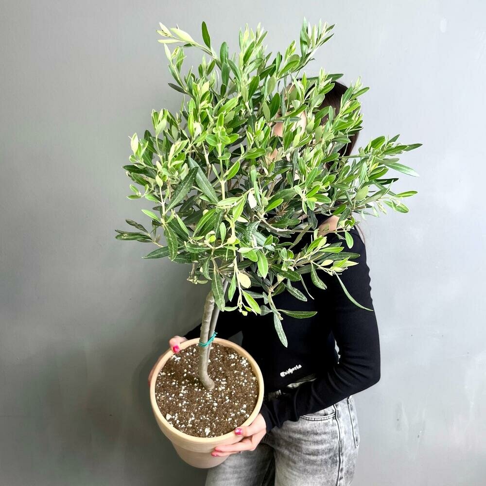 Комнатное растение живое, Оливковое дерево в керамическом горшке с поддоном, 100 см