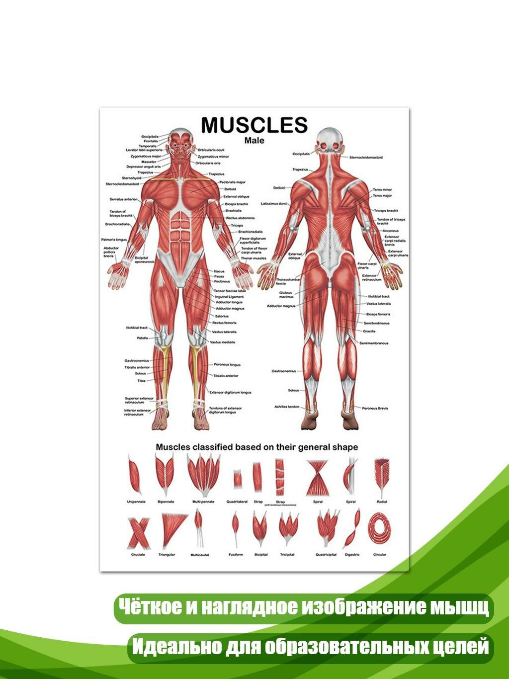 Анатомическая карта мышечной системы человека