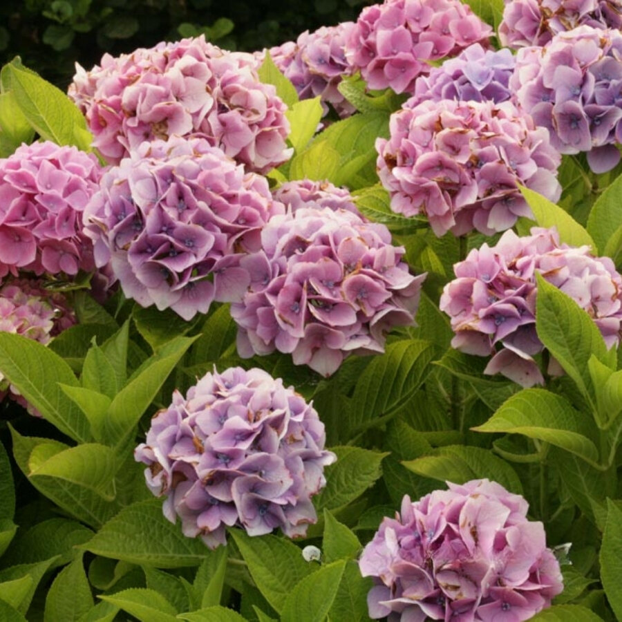 Гортензия крупнолистная Анконг (1 саженец в горшке Р12), Нидерланды