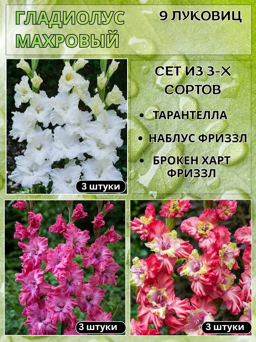 Гладиолусы, сет из 3-х сортов, 9 луковиц