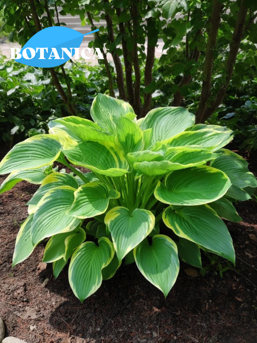 Луковицы цветов, botanica garden , Хоста Финал Виктори (1 штука)