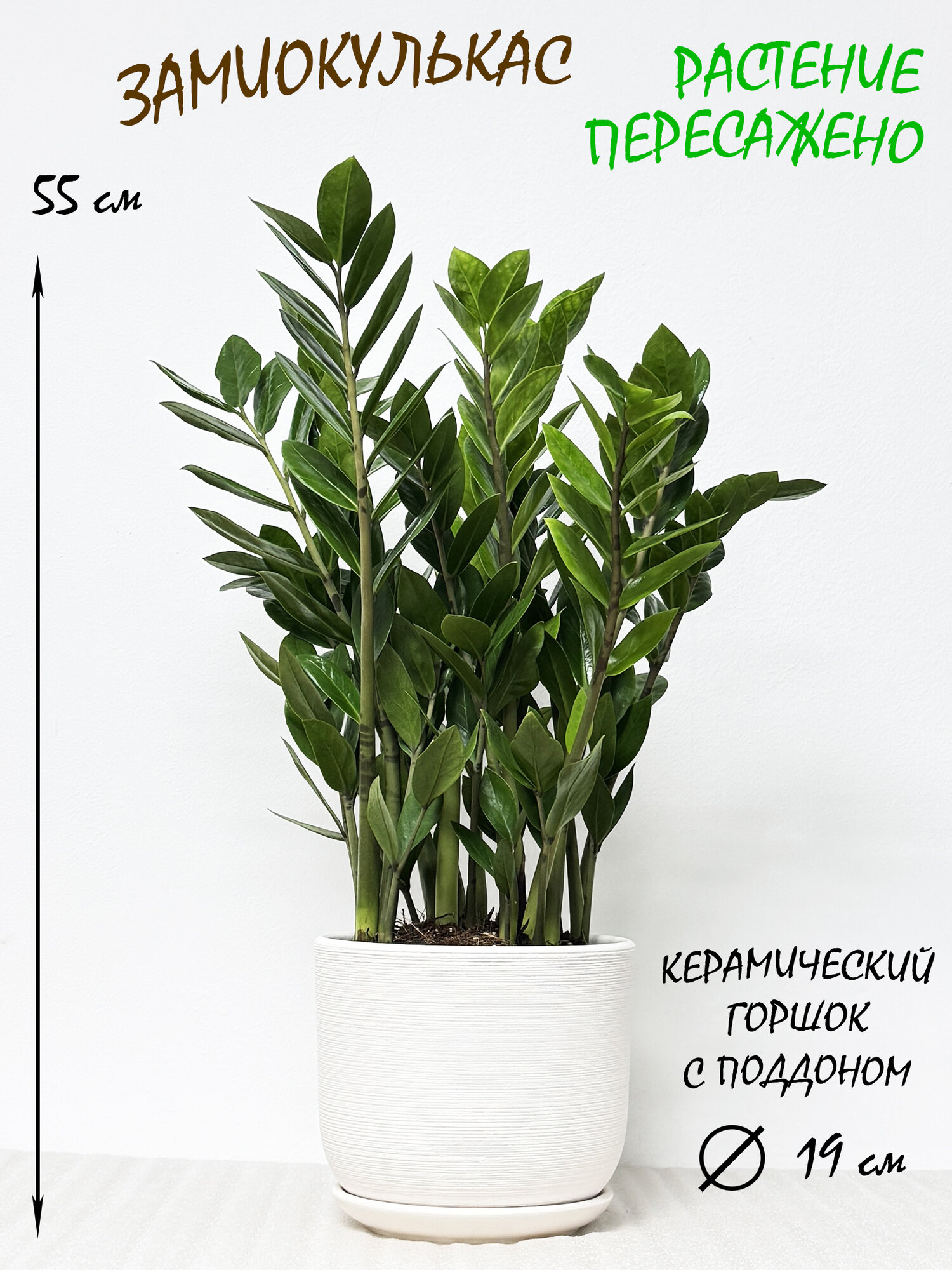 Замиокулькас в белом керамическом горшке с поддоном, высота 50-55см