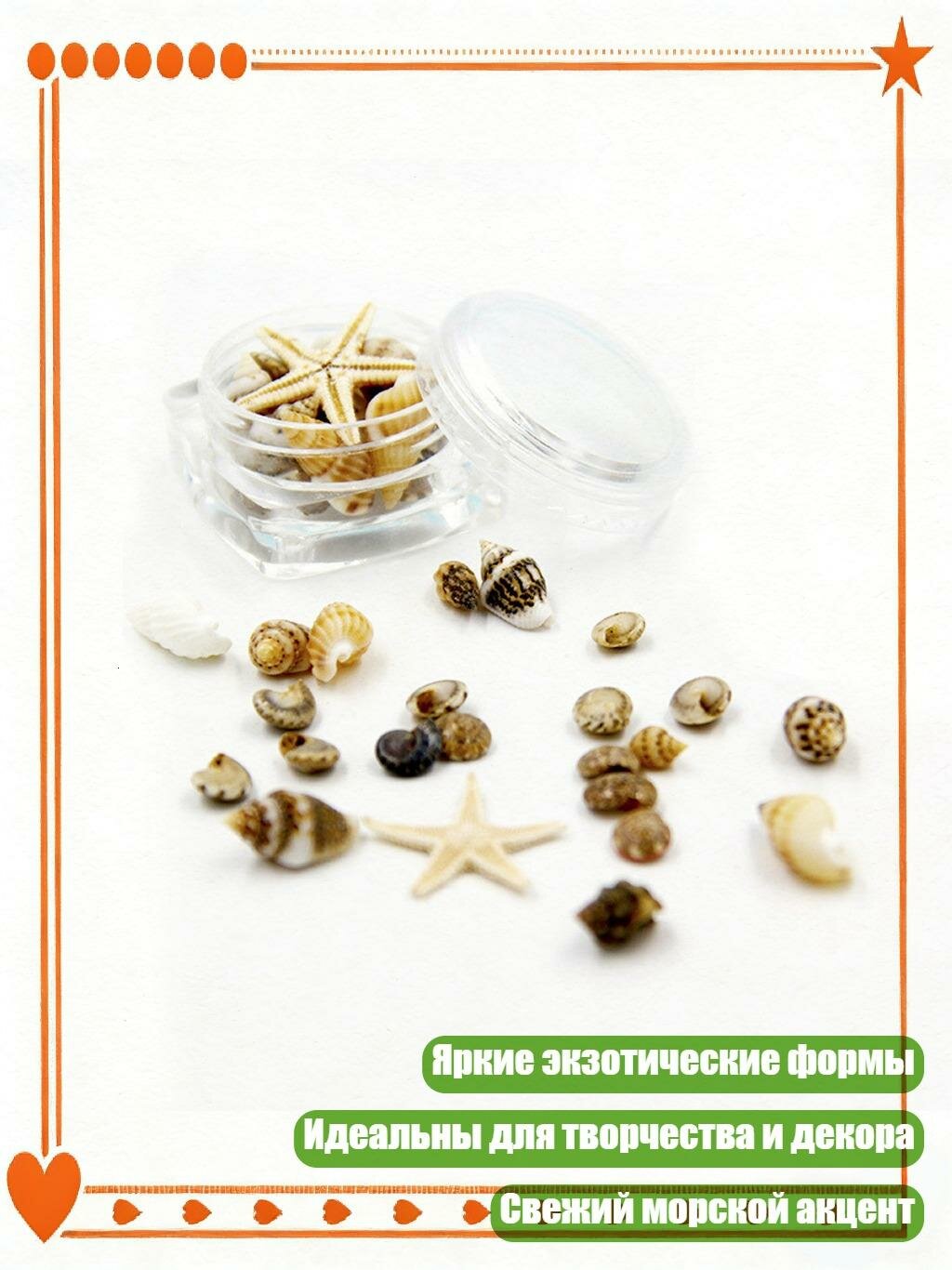 Натуральные морские ракушки и морские звёзды, Другое