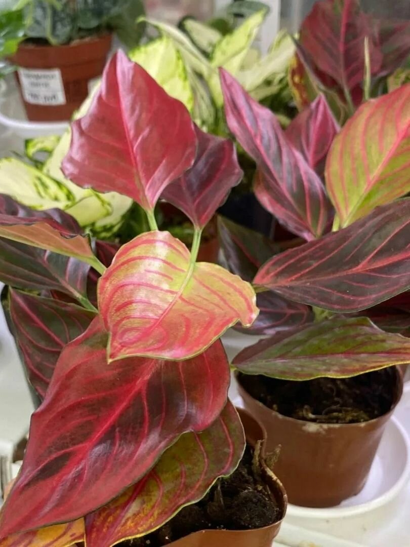 Аглаонема Ред Вейн