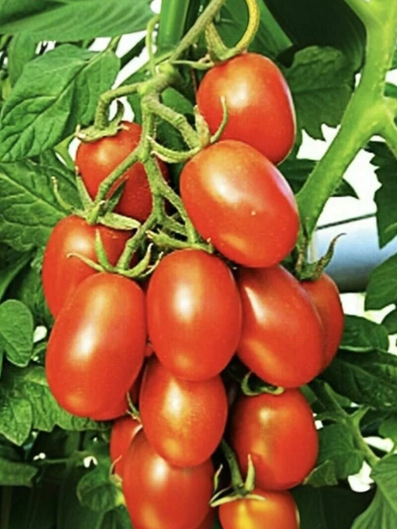 Семена томата миланфурд "Райские свечи", однолетние, для всех регионов, 30г