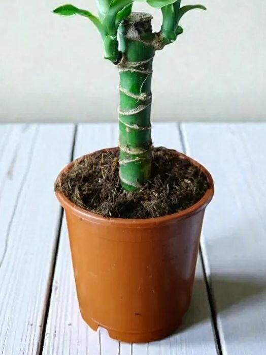 Драцена Голден Кост (Dracaena Golden Coast) Живое комнатное растение, Пальма для дома и офиса — фото 1