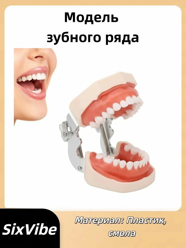 Стандартная модель зубов 28 зубов с мягкой десной для взрослых и детей: демонстрационная модель для