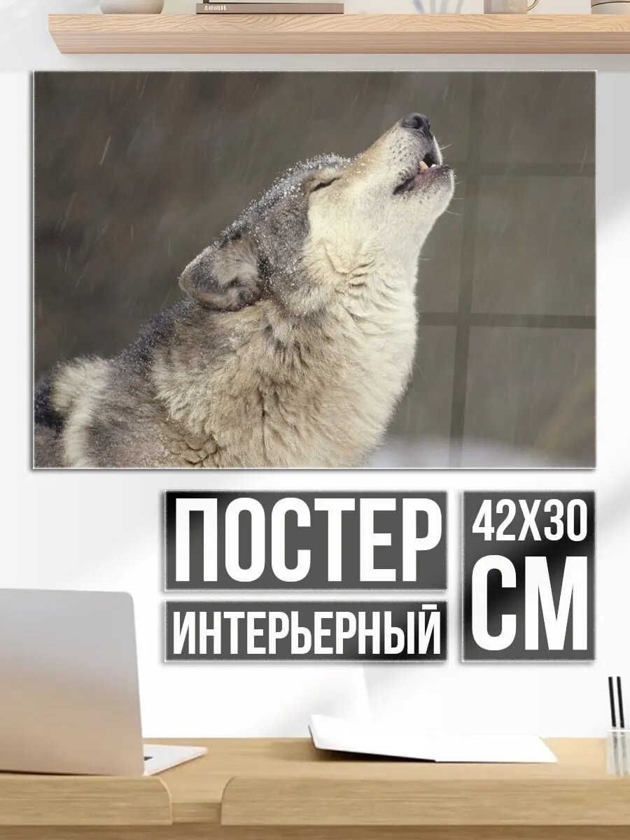 Плакат постер Воющий волк зимой