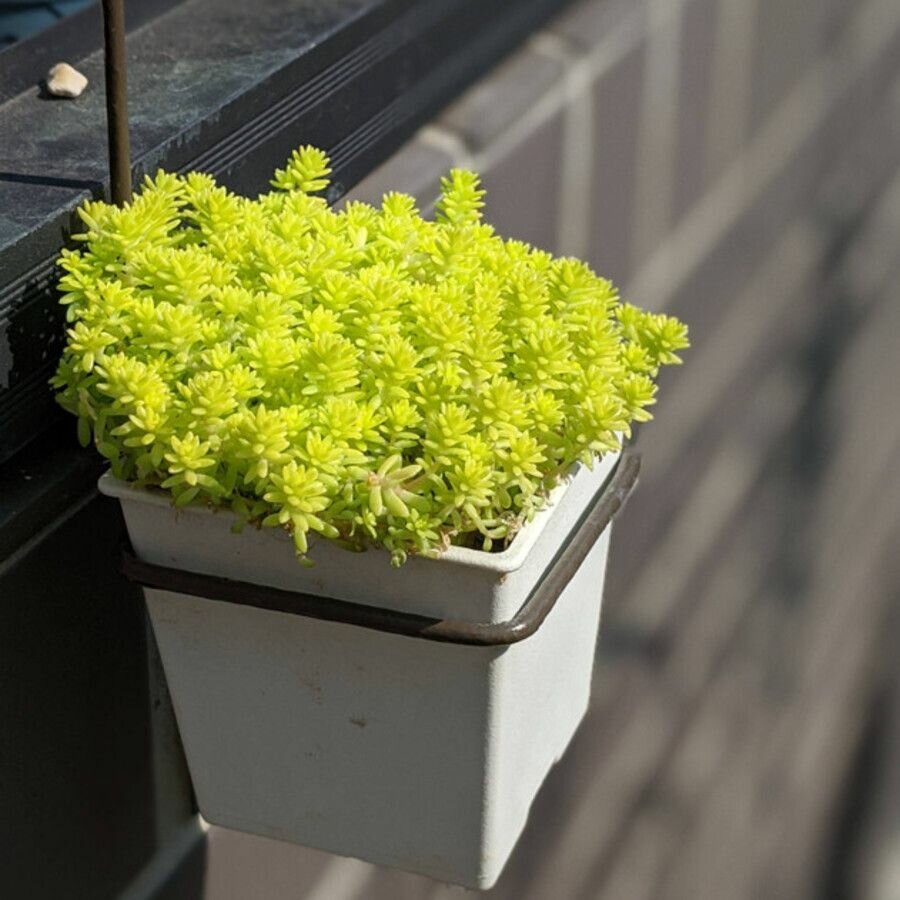 Седум Токио Сан, или Токийское Солнце (Sedum Tokyo Sun) D8,5см, очиток