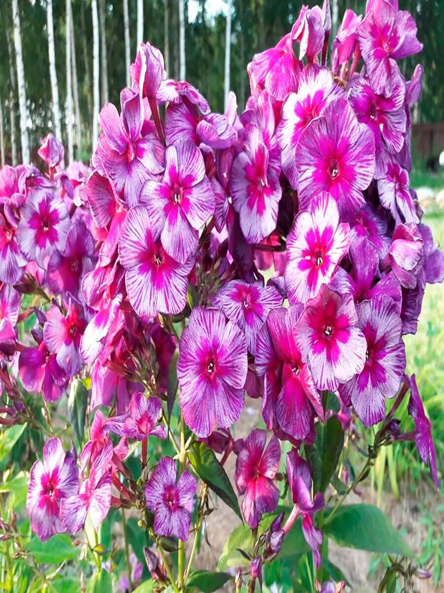 Флокс Дракон