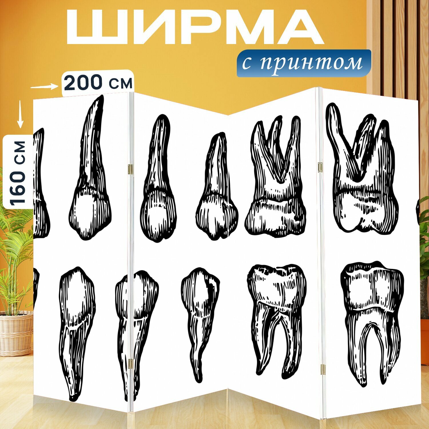 Ширма "Зубы человека Re оцифрованного старинных публичного домена иллюстрации черно-белый зубов человека. ." перегородка для зонирования комнаты с принтом 200x160 см. на холсте