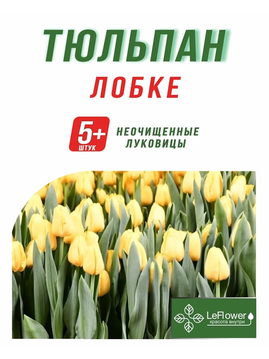 Тюльпан Луковица, Лобке, 5+шт