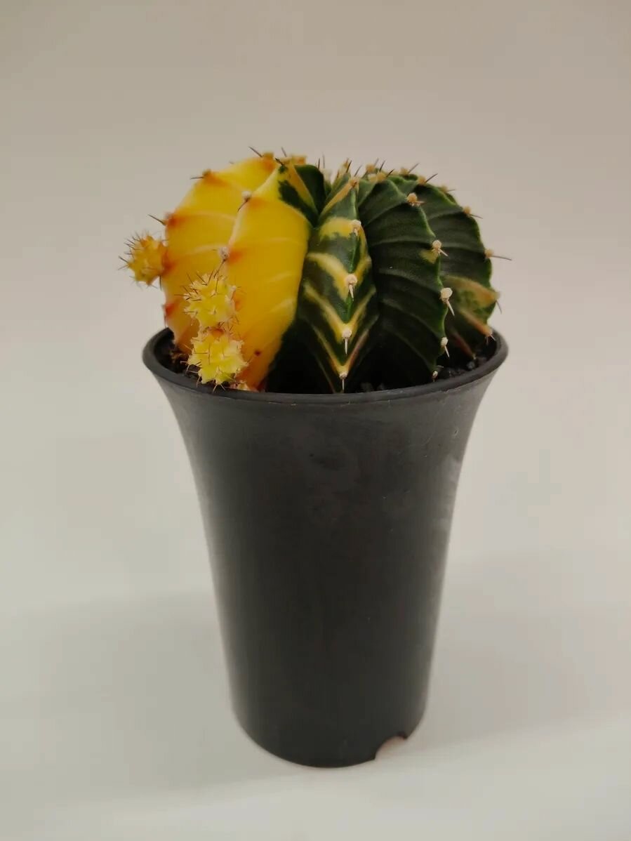 Кактус Гимнокалициум Михановича Вариегатный (Gymnocalycium mihanovichii variegata) Редкий пестрый суккулент