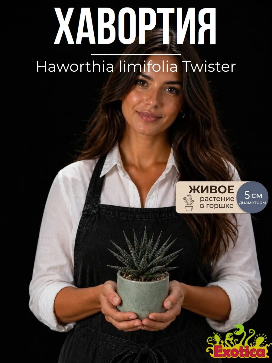 Хавортия Лимифолия (Haworthia Limifolia) D5см, растение в горшке