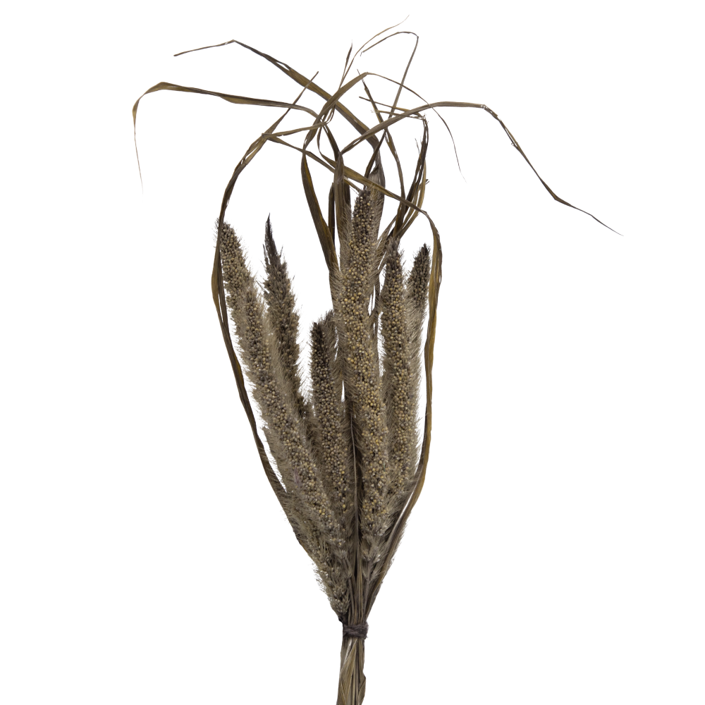 DonnaFlor Сетария шоколадный 60-65 см, 12-15 колосьев, сухоцвет для декора интерьера