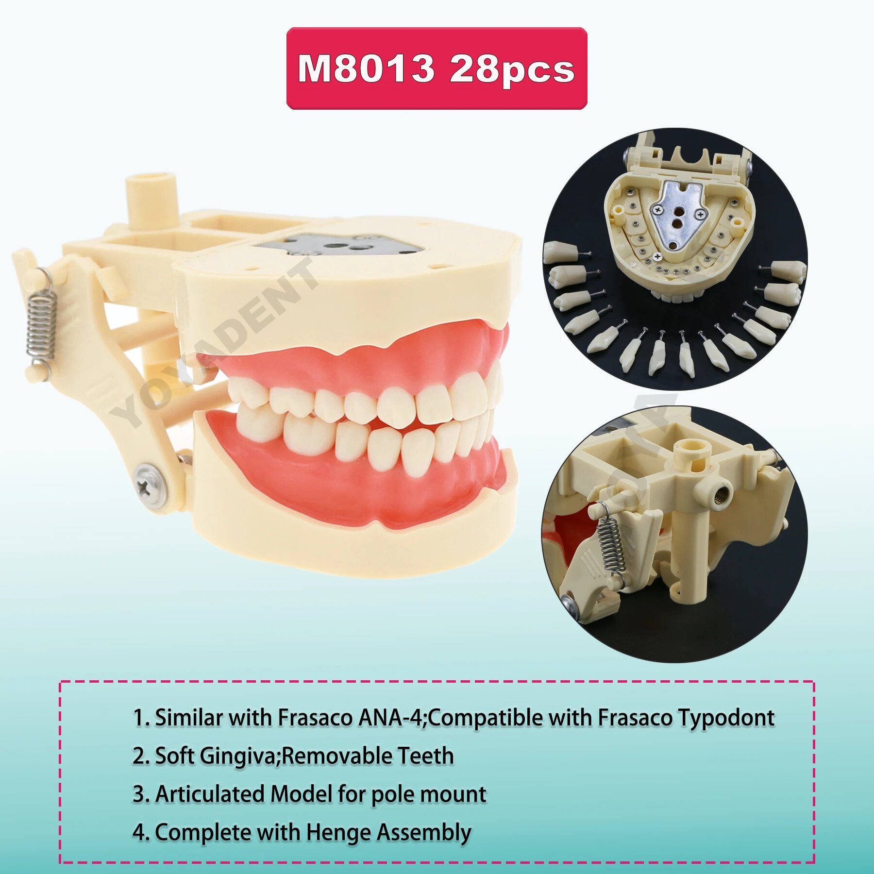 Стоматологическая модель YOYADENT M8013, 28 деталей