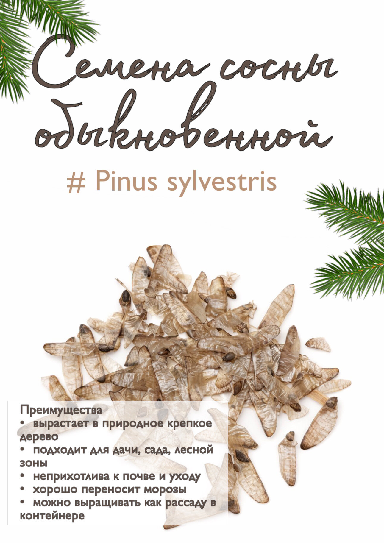 Семена Сосны обыкновенной