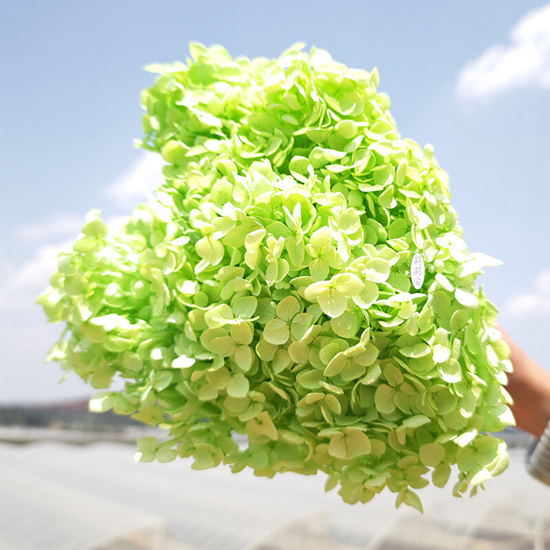 Вечная гортензия Анна, маленькие листья, цветное поглощение, отбеленный DIY цветочный материал, настоящий цветок, фабрика Юньнань, в наличии, оптовая продажа, сухой цветок