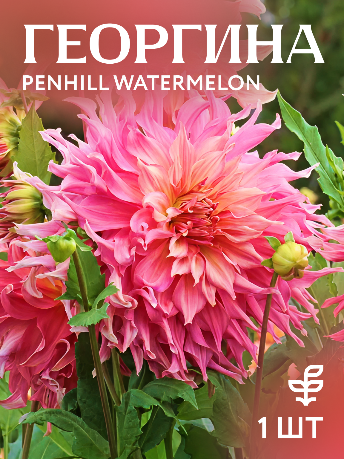 Георгины клубни многолетние крупные