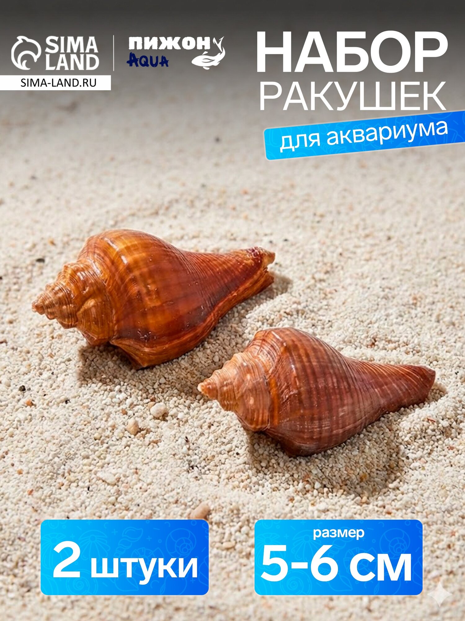 Ракушка декоративная, длина 5-6 см, ширина 4 см