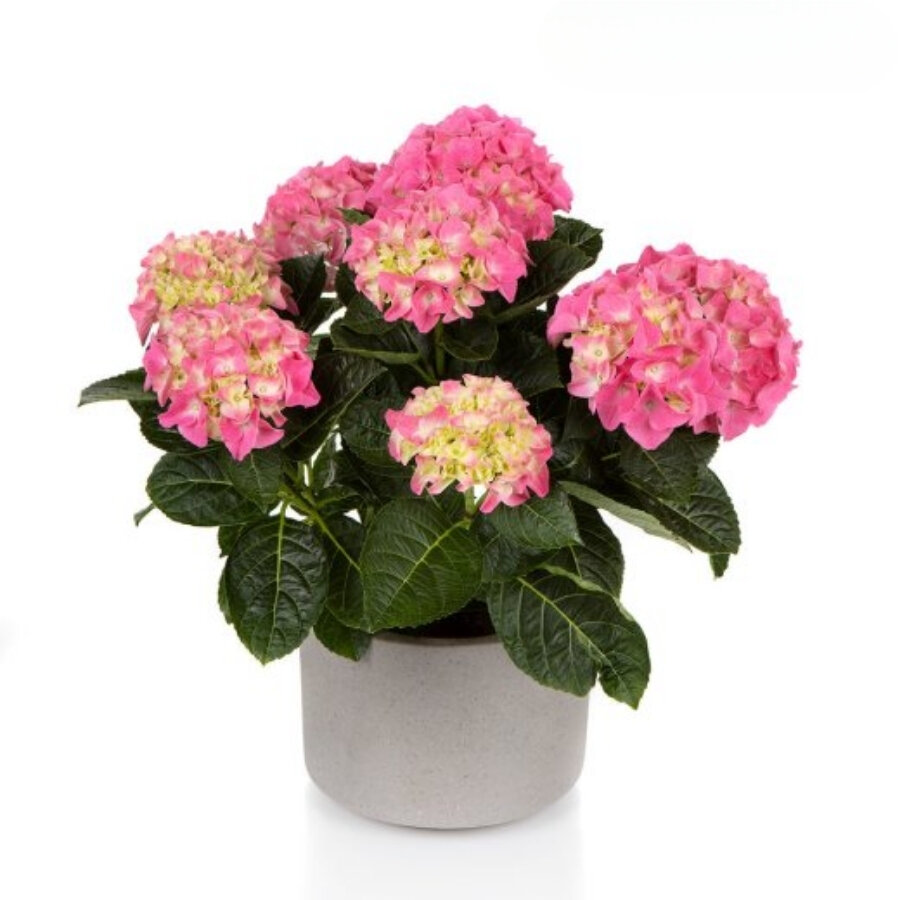 Гортензия крупнолистная Хай Хейло (1 саженец в горшке Р12), Нидерланды