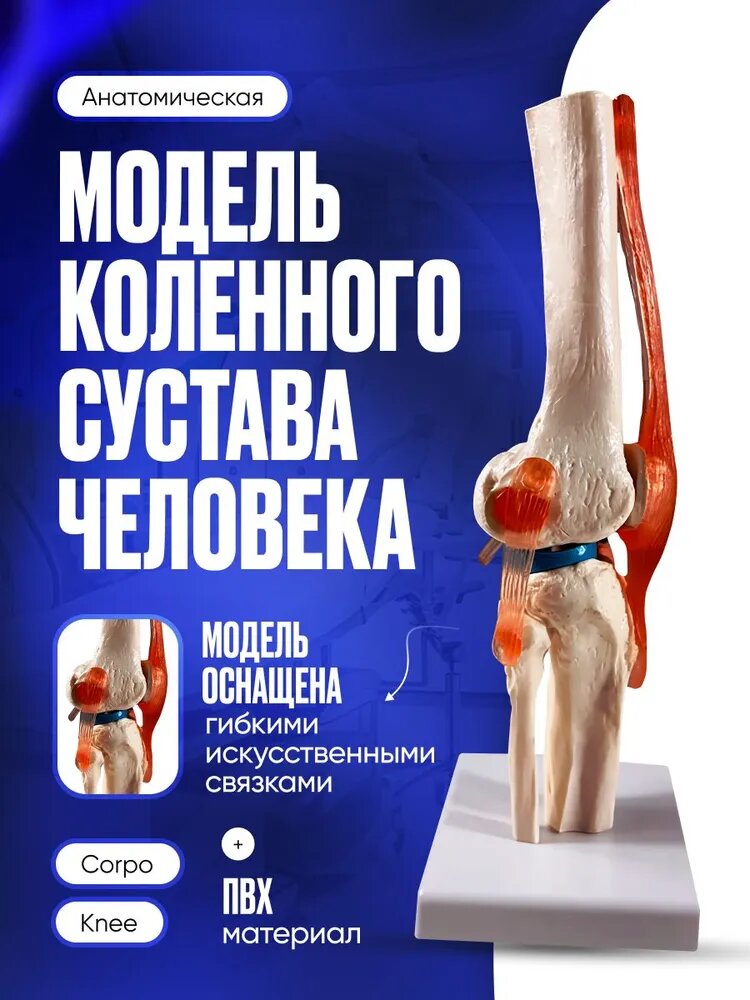 Анатомическая модель коленного сустава человека Corpo Knee