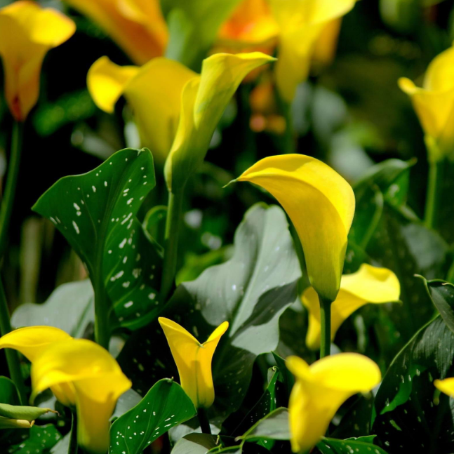 Калла Блек Меджик (1 клубень), Нидерланды