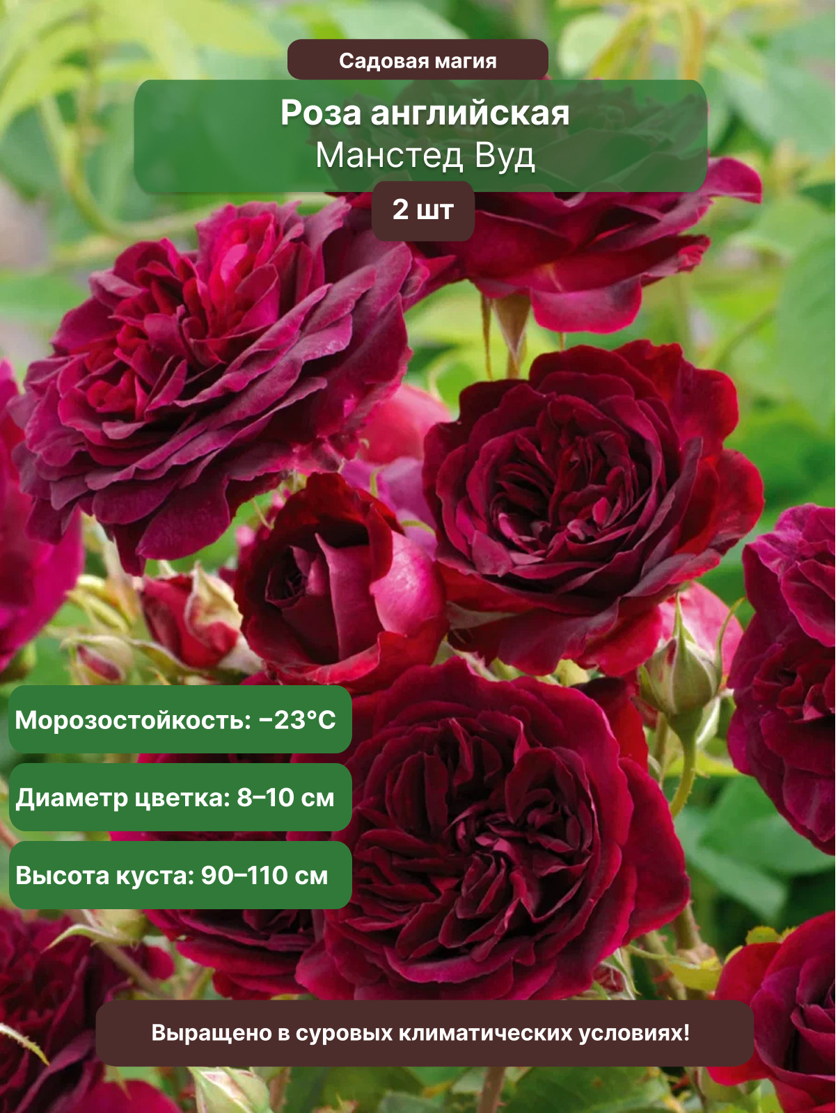 Роза английская Манстед Вуд (Munstead Wood) , 2 саж, многолетняя