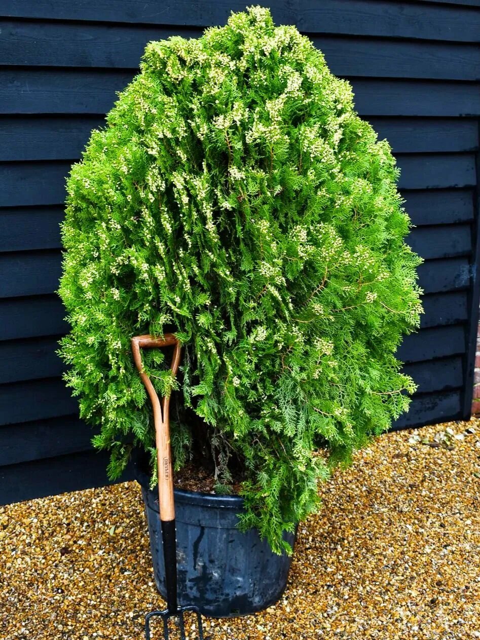 Туя Восточная Окул (Биота), Семена, 25 шт, семена хвойных деревьев