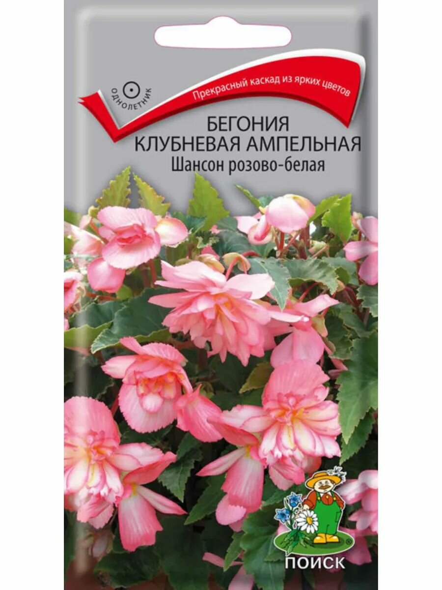 Бегония клубневая ампельная Шансон Розово-белая 10 шт, Семена Поиск