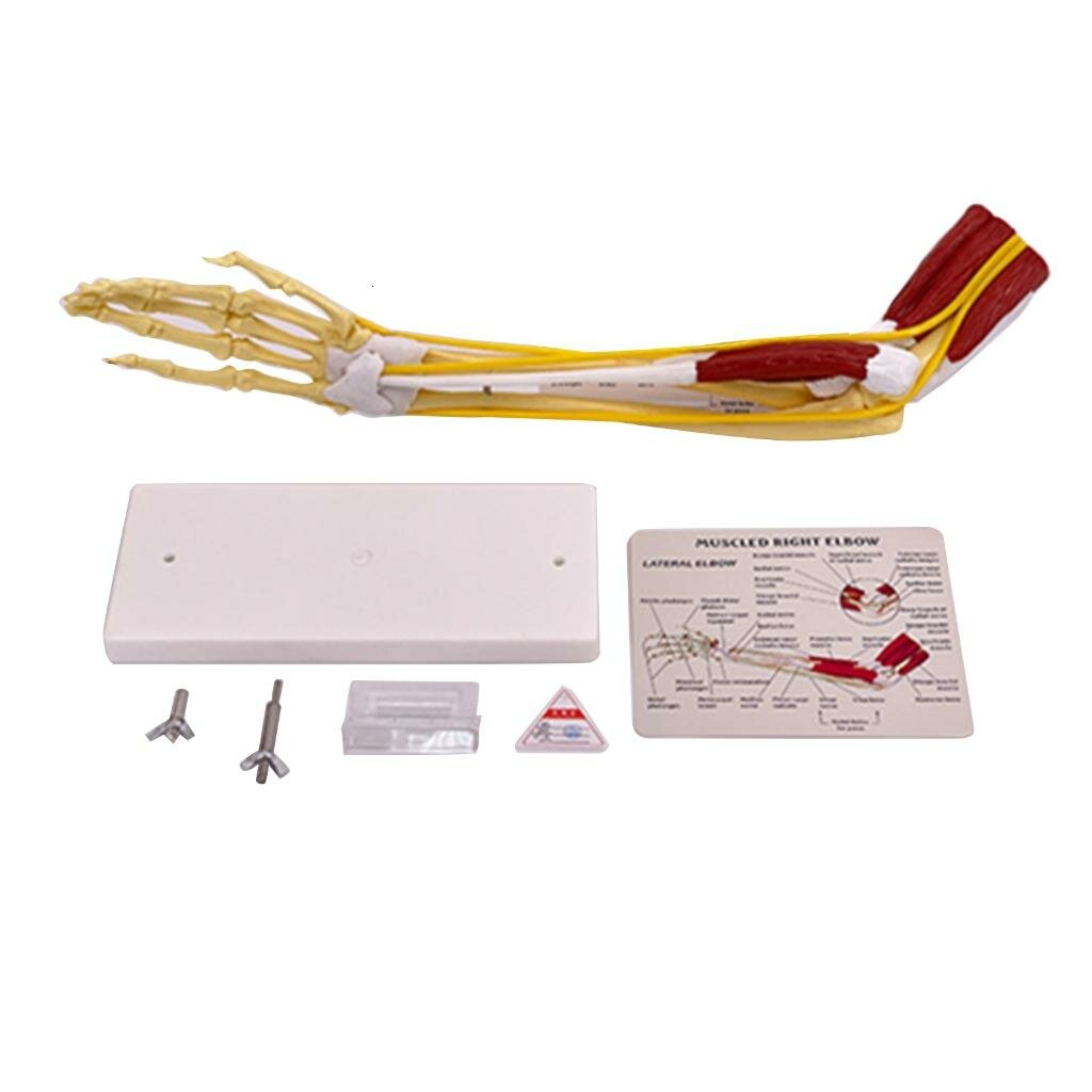 Анатомическая модель сустава человека, сустав руки