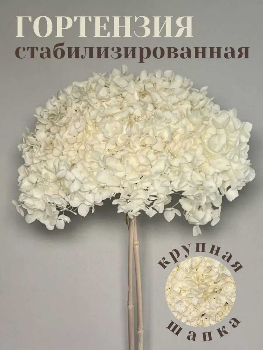 Сухоцветы Гортензия, 100 гр