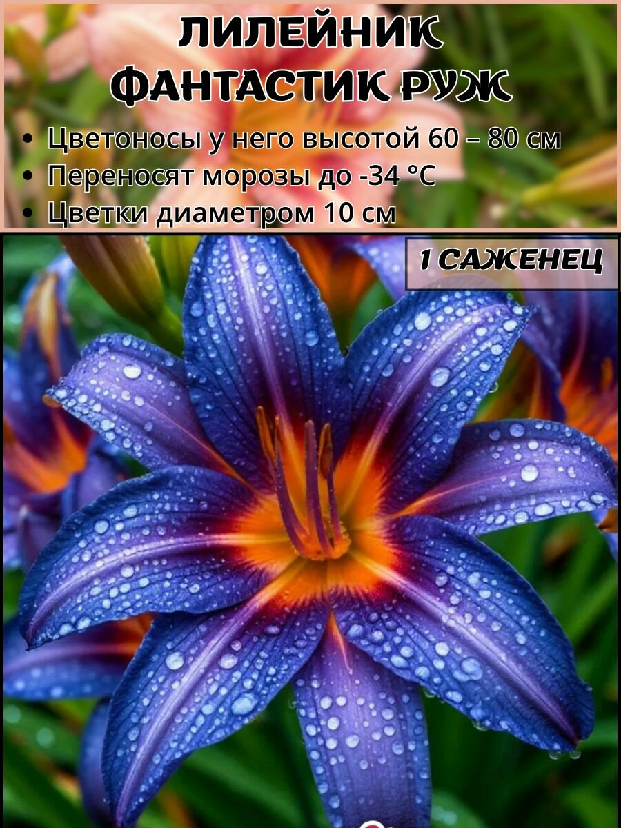 Лилейник саженец, многолетник 1 штука