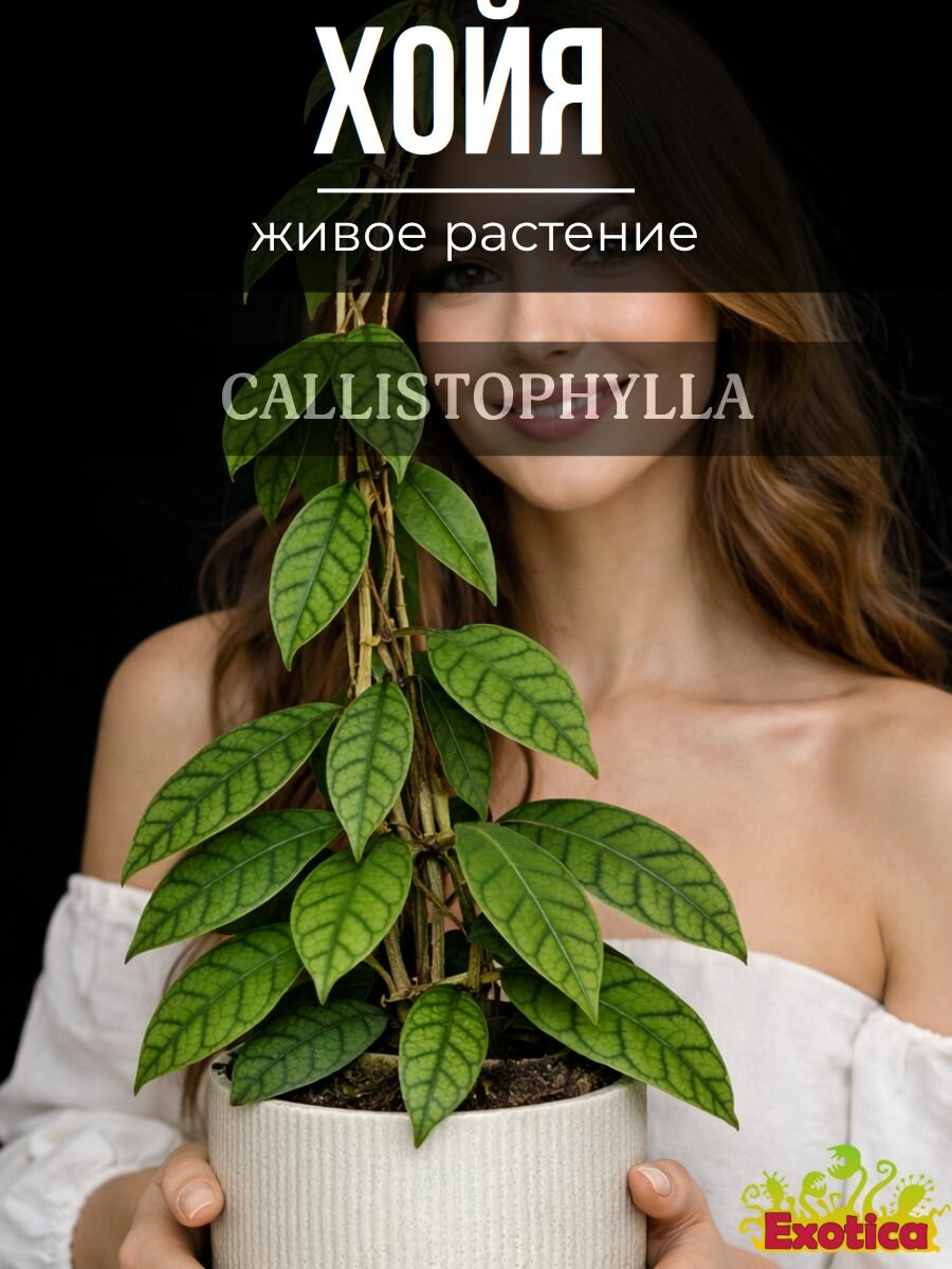 Хойя Каллистофилла (Hoya Callistophylla) D6см, комнатный цветок