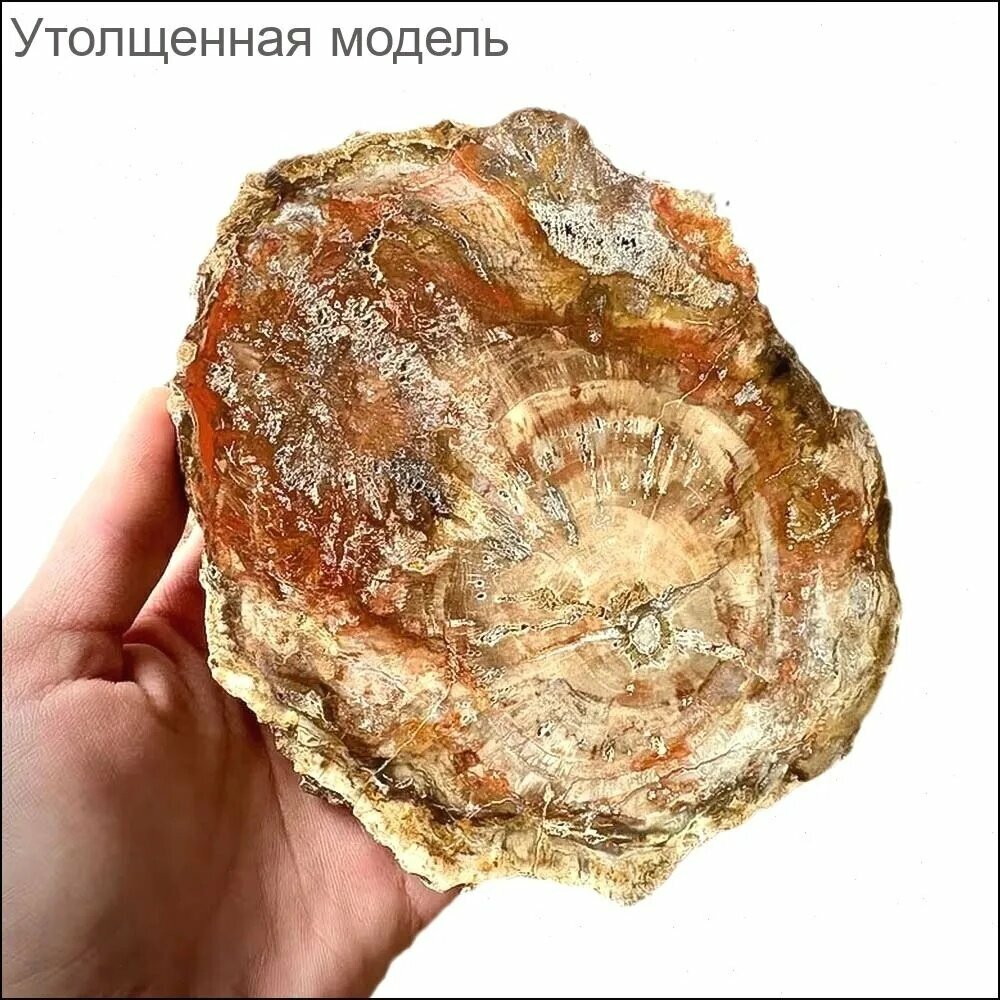 Натуральный сланец окаменелого дерева: пластины 100-150 г, (коллекционный экземпляр)