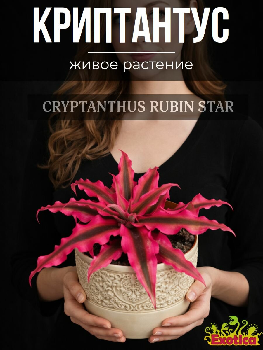 Криптантус Рубин Стар (Cryptanthus Rubin Star) D5см, домашнее растение