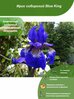 Ирис сибирский Блю Кинг (Blue King)