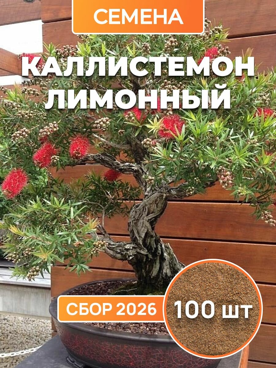 Каллистемон лимонный, комнатный, семена 100 шт