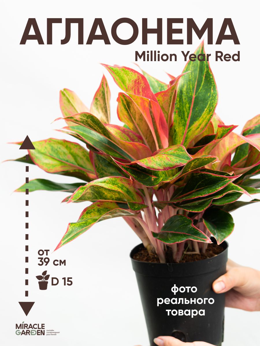 Аглаонема растение живое Million Year Red 35 см D15 цветы в горшке Miracle Garden