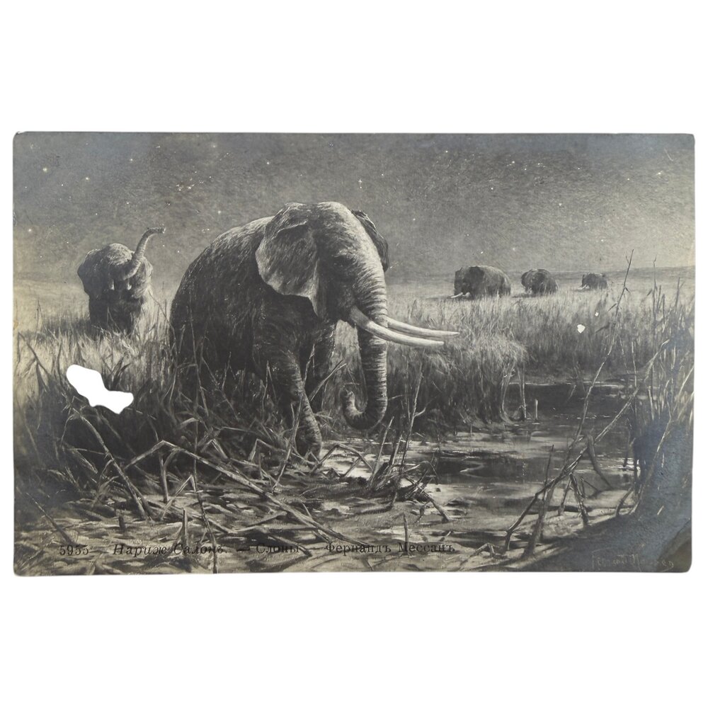 Почтовая открытка "Мессан - Слоны" 1900-1914 гг. Российская Империя