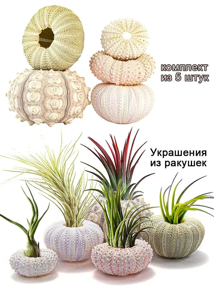 Раковина морского ежа Орнамент из ракушек и раковин , набор 5 шт, для стола, подвески и аквариума