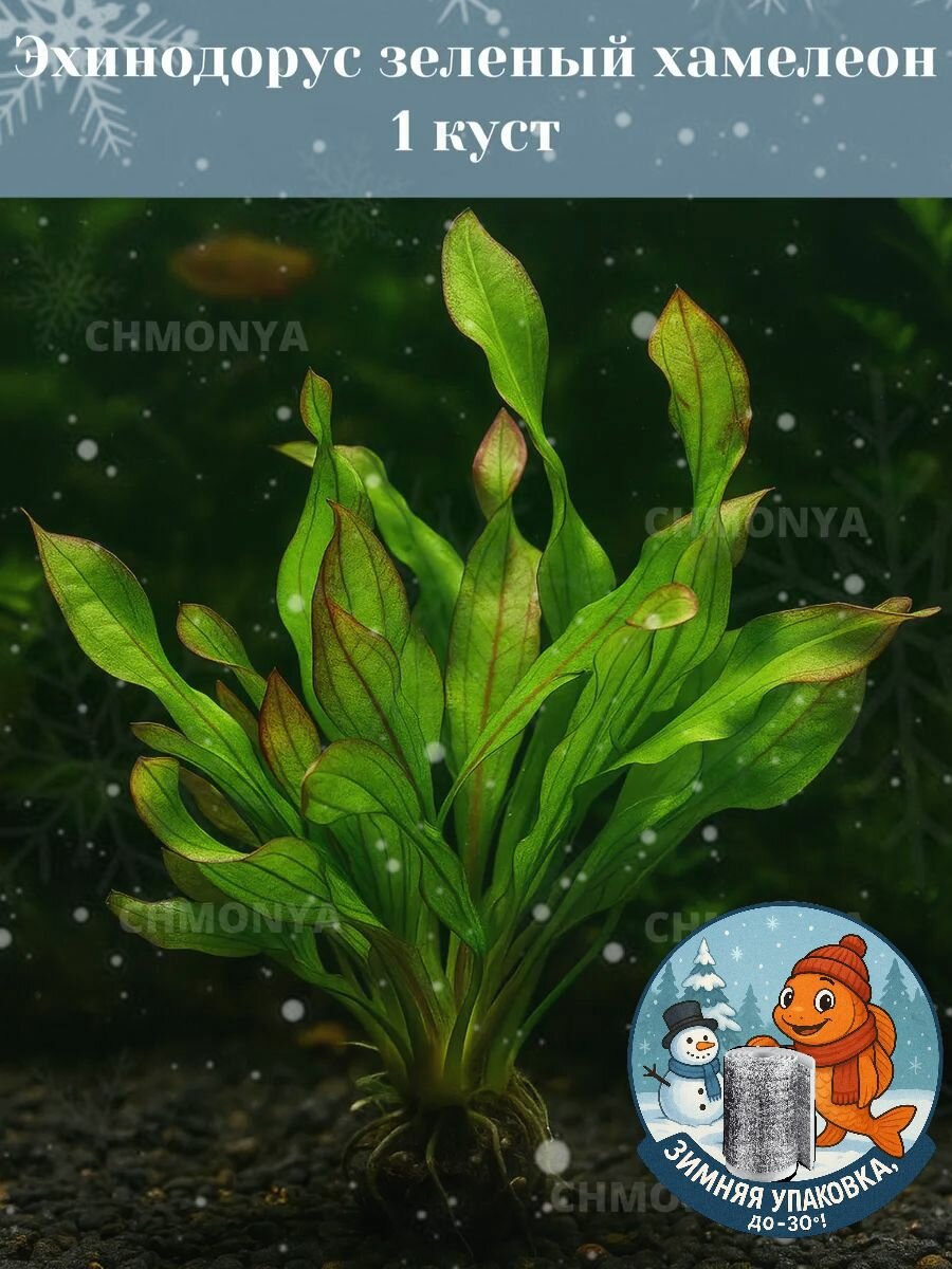 Аквариумное растение Эхинодорус Зеленый Хамелеон (Echinodorus Green Chameleon) , живое аквариумное растение